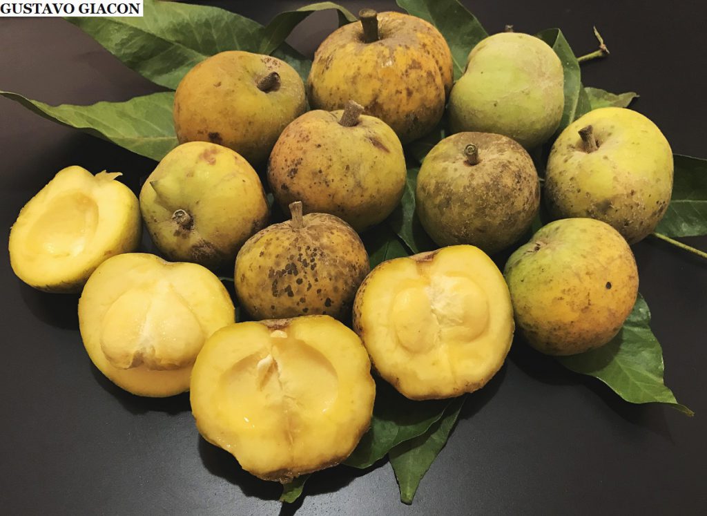 Frutas Que Começam Com a Letra S: Nome e Características – Mundo Ecologia