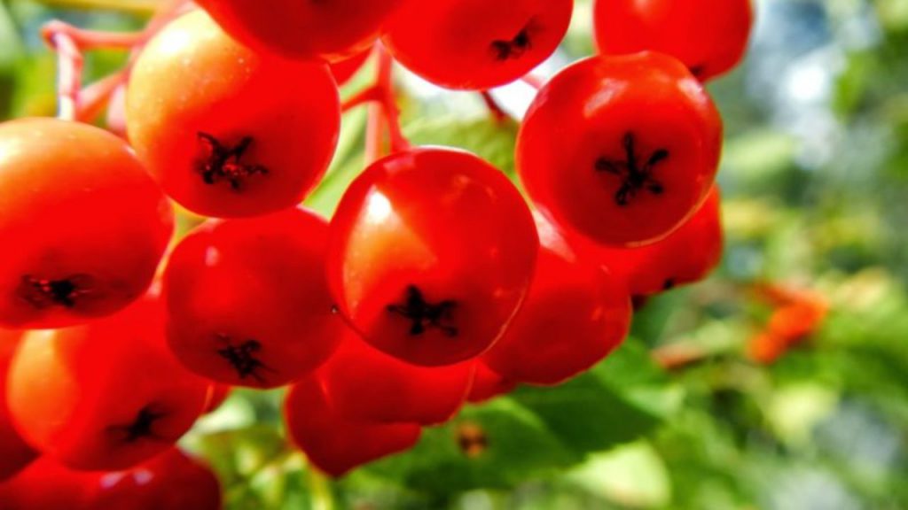 Frutas Que Começam Com a Letra S: Nome e Características – Mundo Ecologia