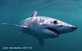 Ciclo de Vida do Peixe Bijupirá: Quantos Anos Eles Vivem? – Mundo Ecologia