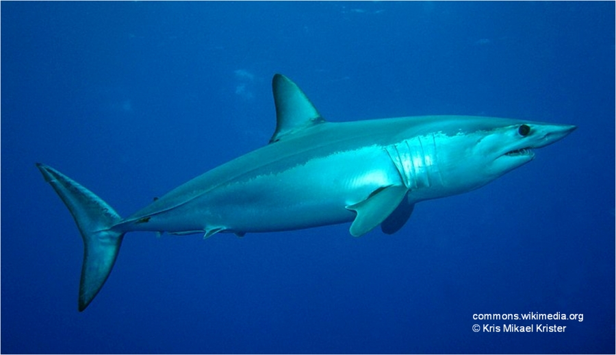 Ciclo de Vida do Peixe Bijupirá: Quantos Anos Eles Vivem? – Mundo Ecologia