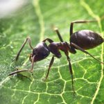 Espécies de Formigas: Lista Com Tipos, Nomes e Fotos – Mundo Ecologia