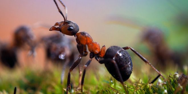 Espécies De Formigas: Lista Com Tipos, Nomes E Fotos | Mundo Ecologia