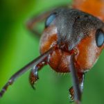 Espécies de Formigas: Lista Com Tipos, Nomes e Fotos – Mundo Ecologia