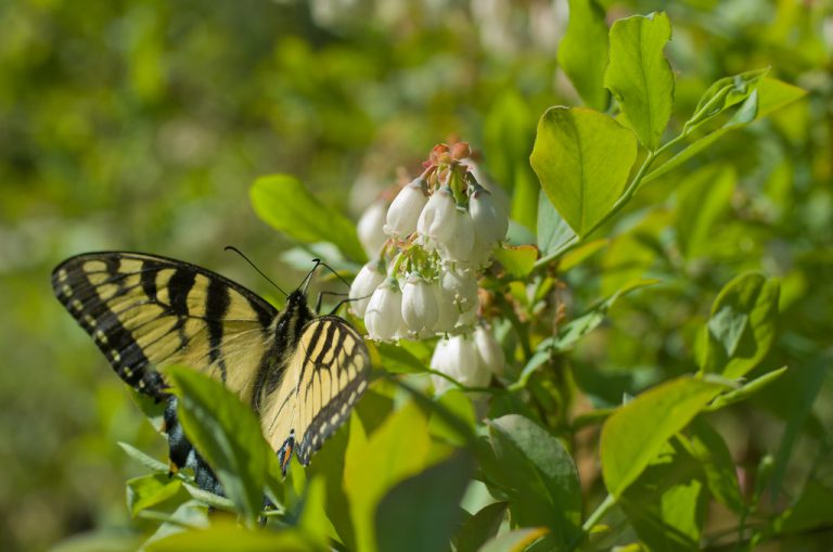 Frutas que Começam com a Letra V | Mundo Ecologia