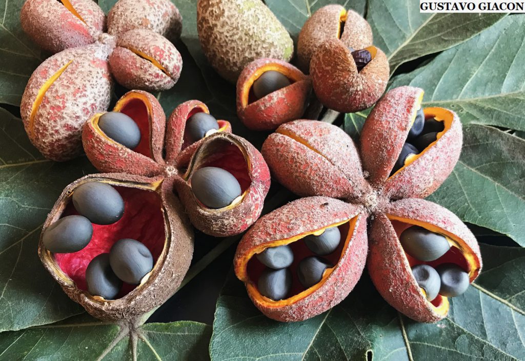 Frutas Que Começam Com A Letra X: Nome E Características | Mundo Ecologia