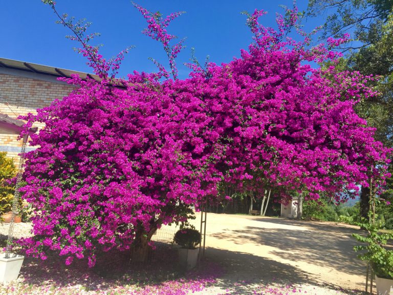 Espécies De Primavera: Tipos Com Nome E Fotos Em Lista | Mundo Ecologia