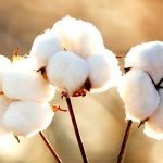 Ficha Técnica do Algodão: Raiz, Folhas e Caule | Mundo Ecologia