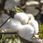 Ficha Técnica do Algodão: Raiz, Folhas e Caule | Mundo Ecologia