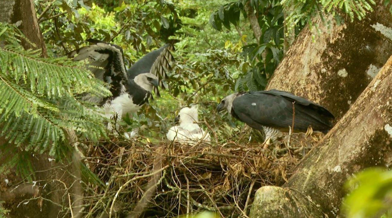 Ficha Técnica da Harpia: Peso, Altura, Tamanho e Imagens | Mundo Ecologia