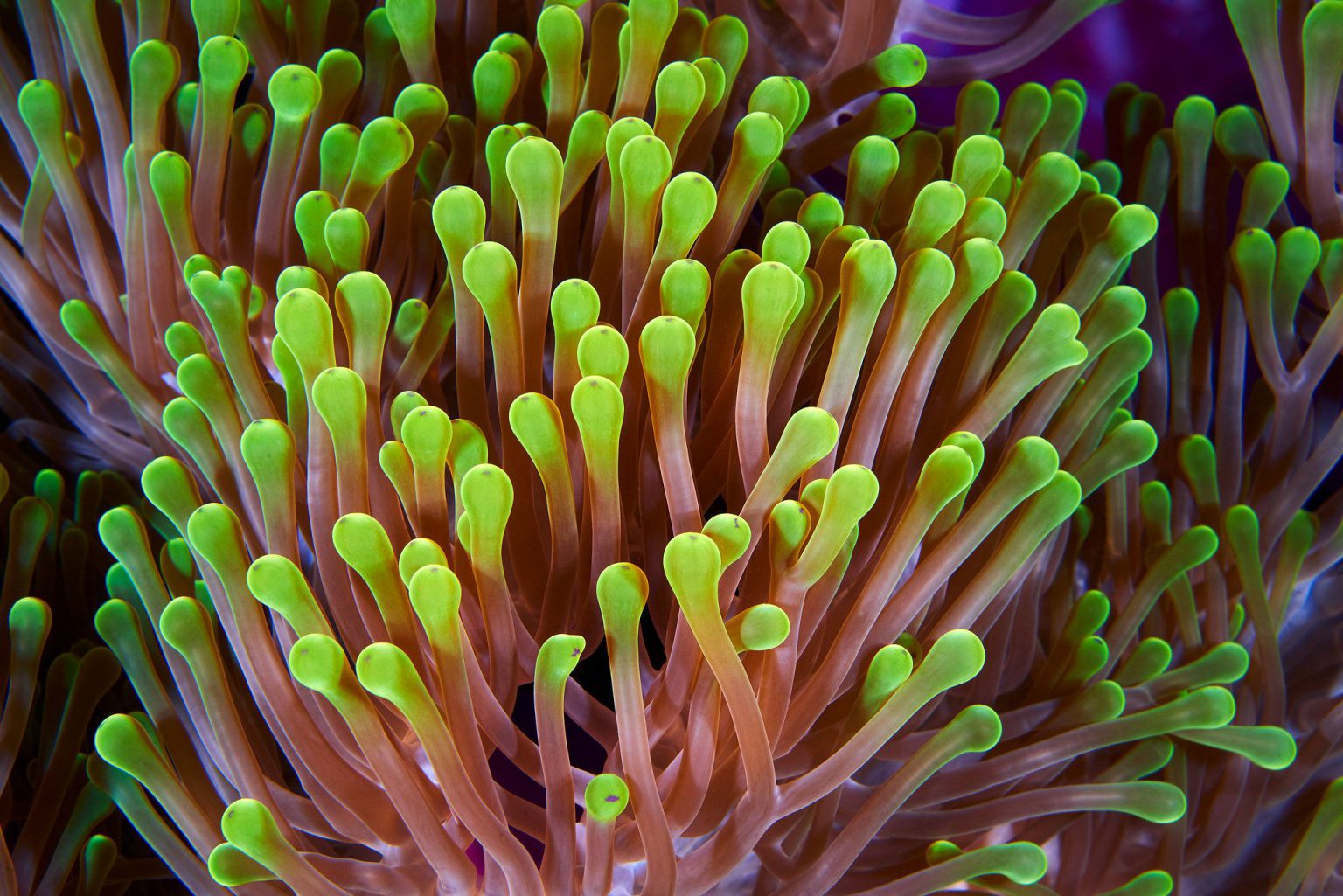 Tudo Sobre a Anêmona-do-Mar: Características e Nome Científico | Mundo ...