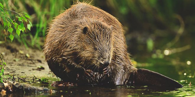 Castor Americano: Características, Nome Científico e Fotos | Mundo Ecologia