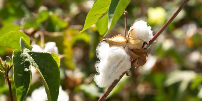 Ficha Técnica do Algodão: Raiz, Folhas e Caule | Mundo Ecologia