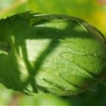 Ficha Técnica do Algodão: Raiz, Folhas e Caule | Mundo Ecologia
