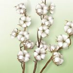 Ficha Técnica do Algodão: Raiz, Folhas e Caule | Mundo Ecologia