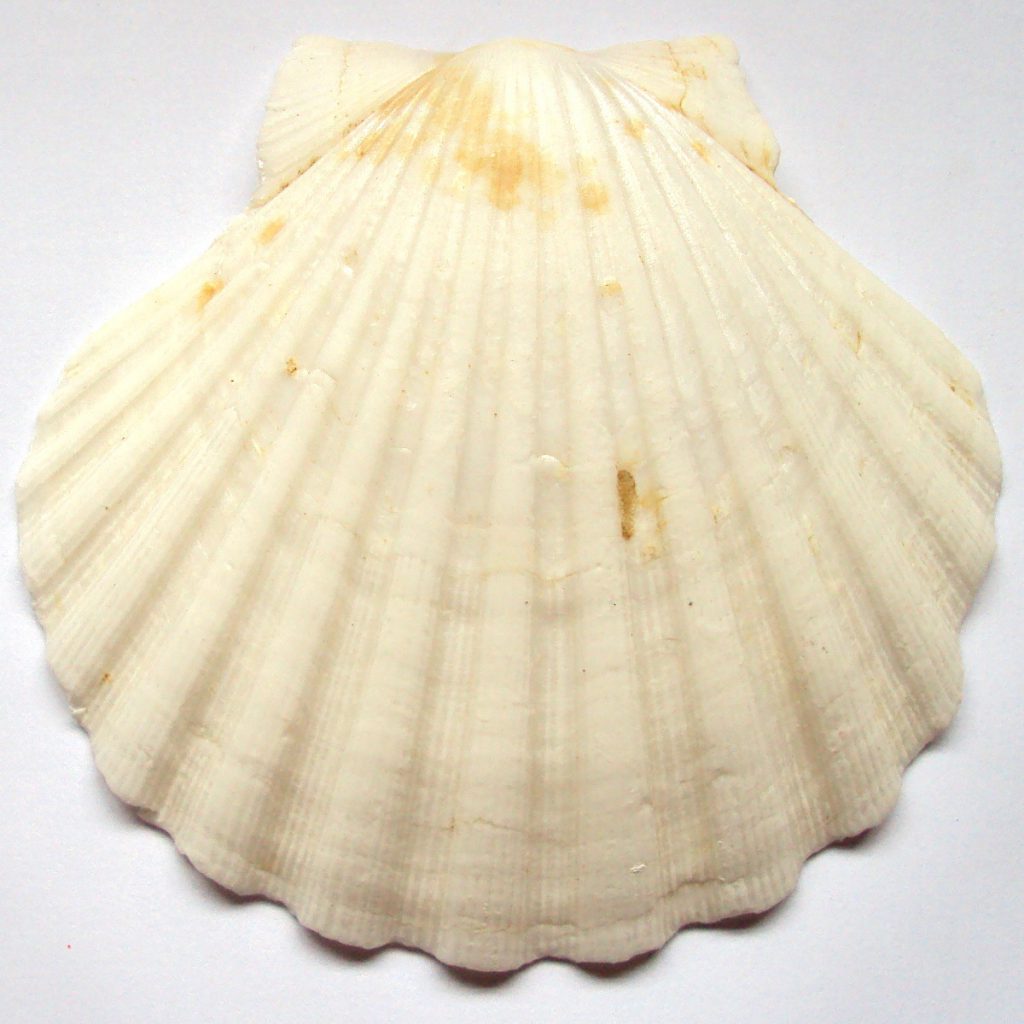 Qual é a Estrutura Que Produz a Concha? | Mundo Ecologia