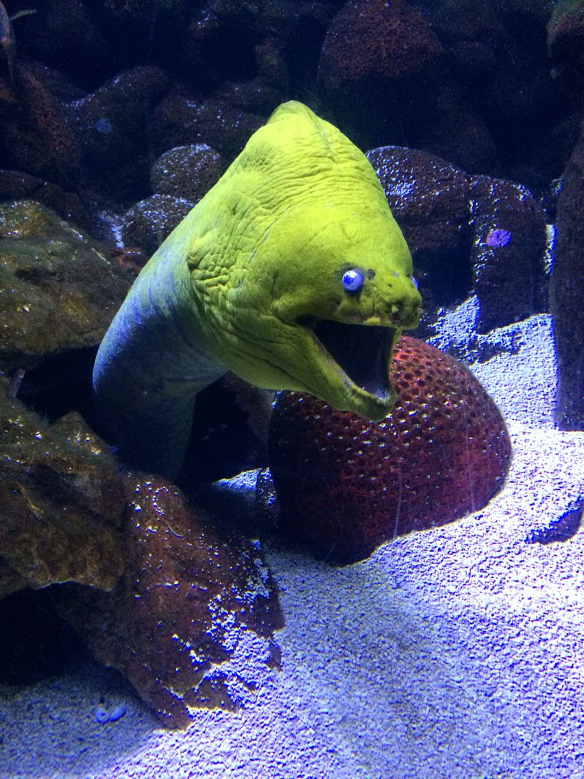 Espécies De Moreia: Lista Com Tipos – Nome E Fotos | Mundo Ecologia