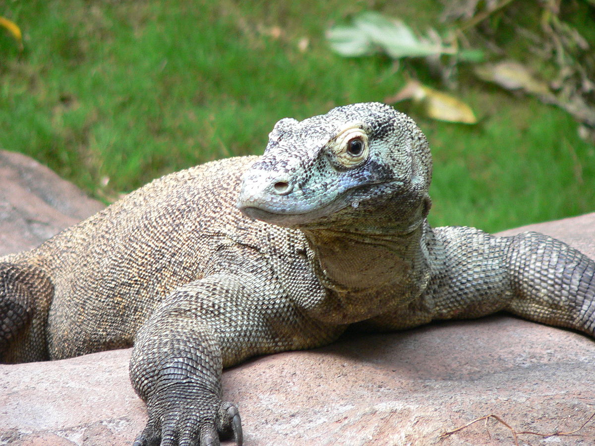 História do Dragão-de-Komodo e Origem do Animal | Mundo Ecologia