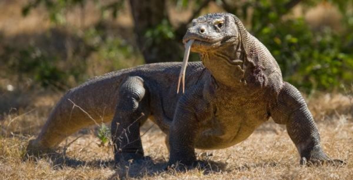 História do Dragão-de-Komodo e Origem do Animal | Mundo Ecologia