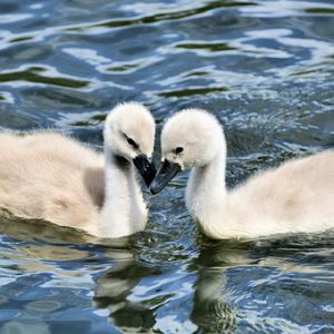 Espécies De Cisnes: Lista Com Tipos, Nomes E Fotos | Mundo Ecologia