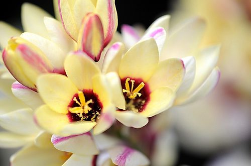 Flores que Começam com a Letra I | Mundo Ecologia