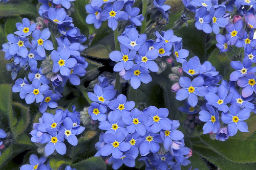 Tudo Sobre a Flor Miosótis: Características e Nome Científico – Mundo ...