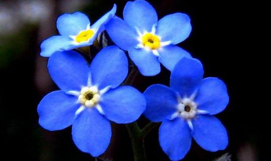 Tudo Sobre a Flor Miosótis: Características e Nome Científico | Mundo ...