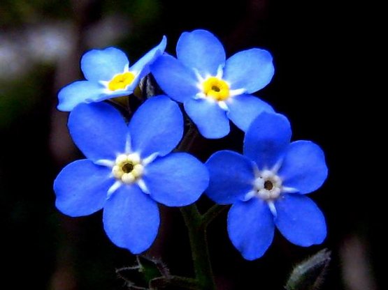 Tudo Sobre a Flor Miosótis: Características e Nome Científico – Mundo ...