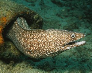 Tudo Sobre a Moreia: Características, Nome Científico e Fotos | Mundo ...