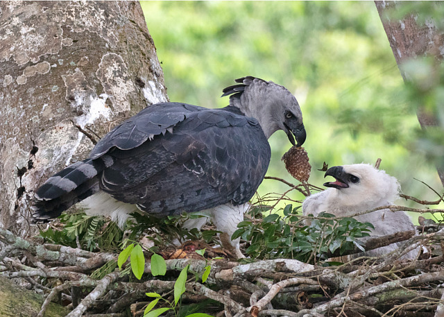 Ficha Técnica da Harpia: Peso, Altura, Tamanho e Imagens | Mundo Ecologia