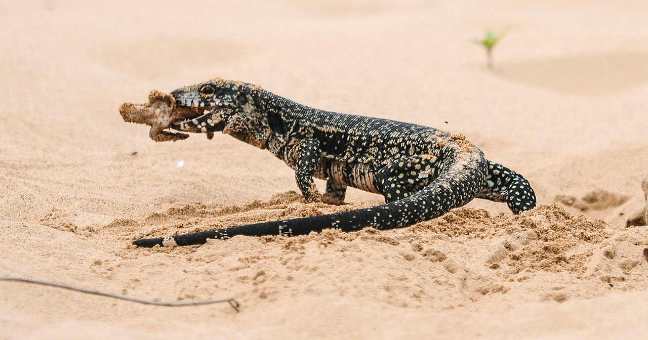 Lagarto-Teju: Características, Habitat, Nome Científico e Fotos – Mundo ...