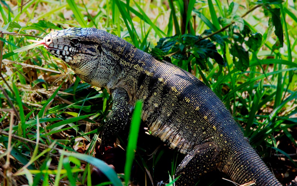 Lagarto-Teju: Características, Habitat, Nome Científico e Fotos – Mundo ...