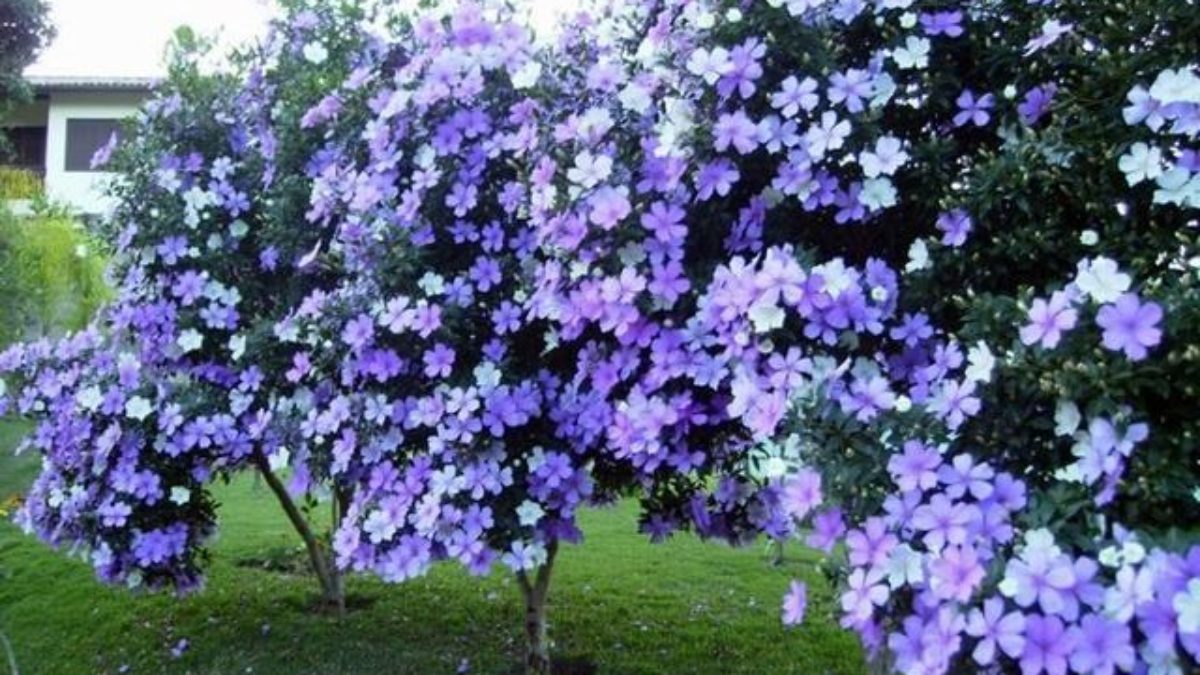 Para Que Serve o Manacá? Quais Seus Benefícios? | Mundo Ecologia