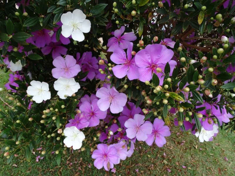 Para Que Serve o Manacá? Quais Seus Benefícios? | Mundo Ecologia