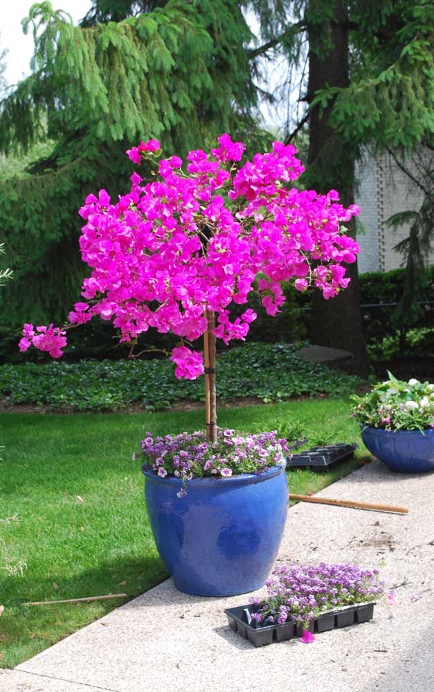 Para Que Serve o Manacá? Quais Seus Benefícios? | Mundo Ecologia