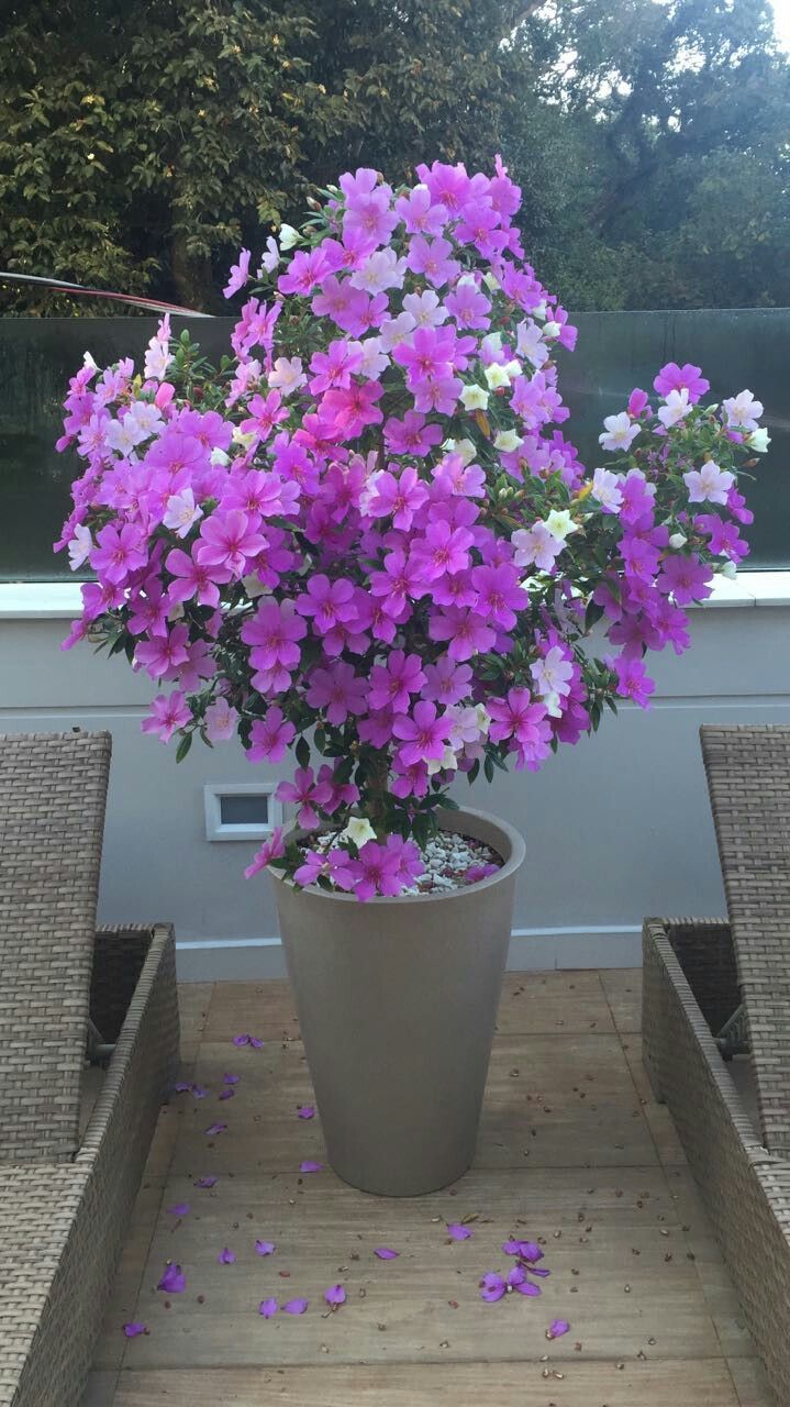 Para Que Serve o Manacá? Quais Seus Benefícios? | Mundo Ecologia