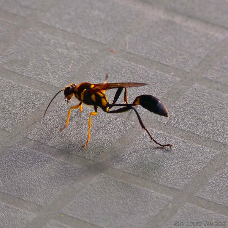 Espécies de Marimbondo: Lista Com Tipos – Nome e Fotos | Mundo Ecologia