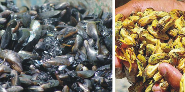 Qual é a Diferença de Marisco, Mexilhão, Ostra e Sururu? | Mundo Ecologia