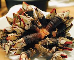 Qual é a Diferença de Marisco, Mexilhão, Ostra e Sururu? | Mundo Ecologia