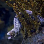 Tudo Sobre a Moreia: Características, Nome Científico e Fotos | Mundo ...