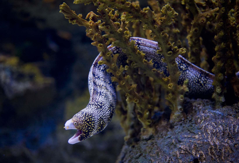 Tudo Sobre a Moreia: Características, Nome Científico e Fotos | Mundo ...