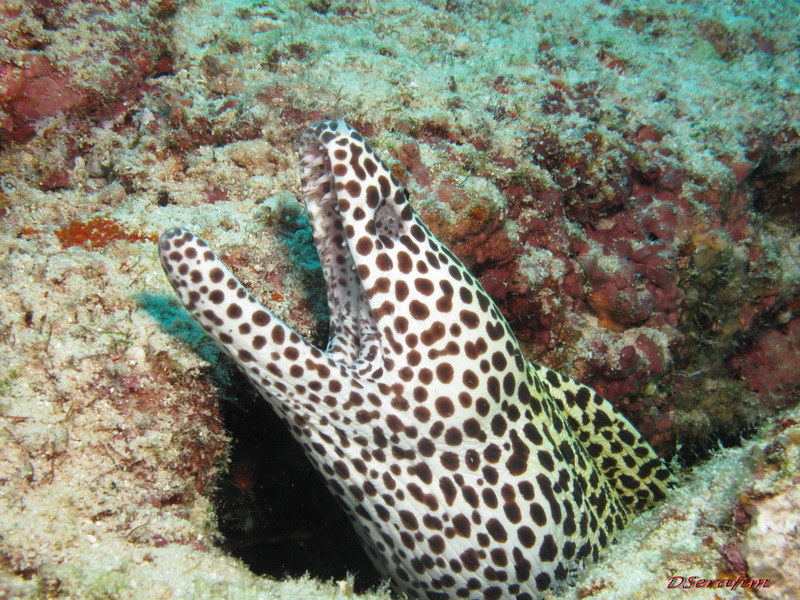 Tudo Sobre a Moreia: Características, Nome Científico e Fotos | Mundo ...