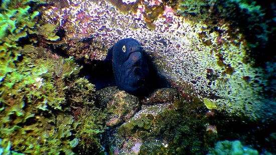 Tudo Sobre a Moreia: Características, Nome Científico e Fotos | Mundo ...