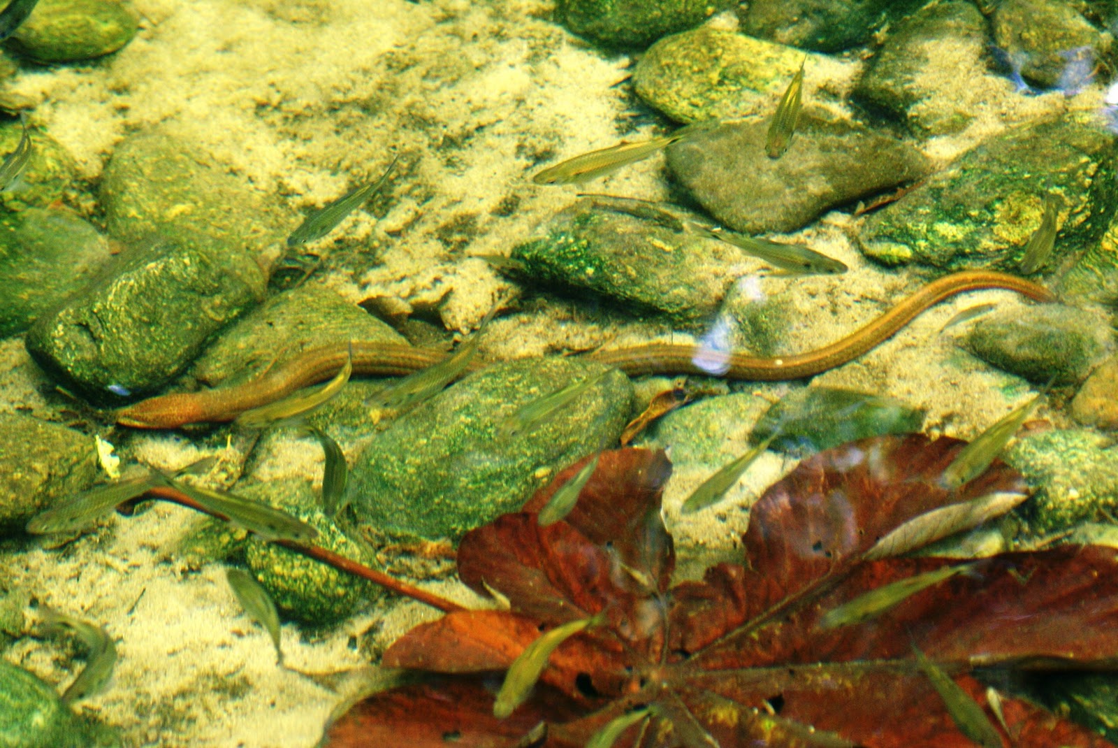 Tudo Sobre a Moreia: Características, Nome Científico e Fotos | Mundo ...