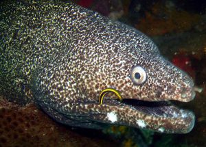 Tudo Sobre a Moreia: Características, Nome Científico e Fotos | Mundo ...