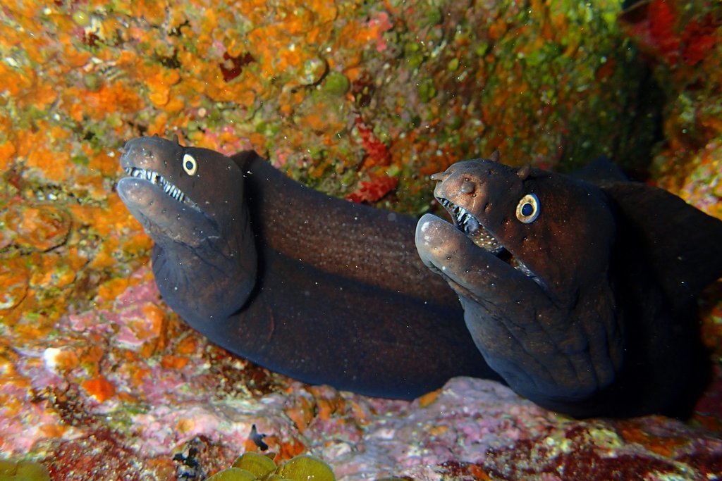 Espécies De Moreia: Lista Com Tipos – Nome E Fotos | Mundo Ecologia