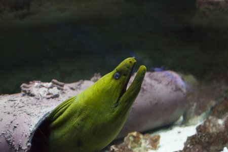 Tudo Sobre a Moreia: Características, Nome Científico e Fotos | Mundo ...