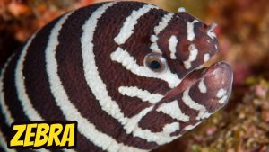 Tudo Sobre a Moreia: Características, Nome Científico e Fotos | Mundo ...