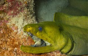 Tudo Sobre a Moreia: Características, Nome Científico e Fotos | Mundo ...