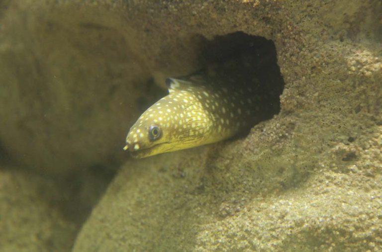 Espécies De Moreia: Lista Com Tipos – Nome E Fotos | Mundo Ecologia