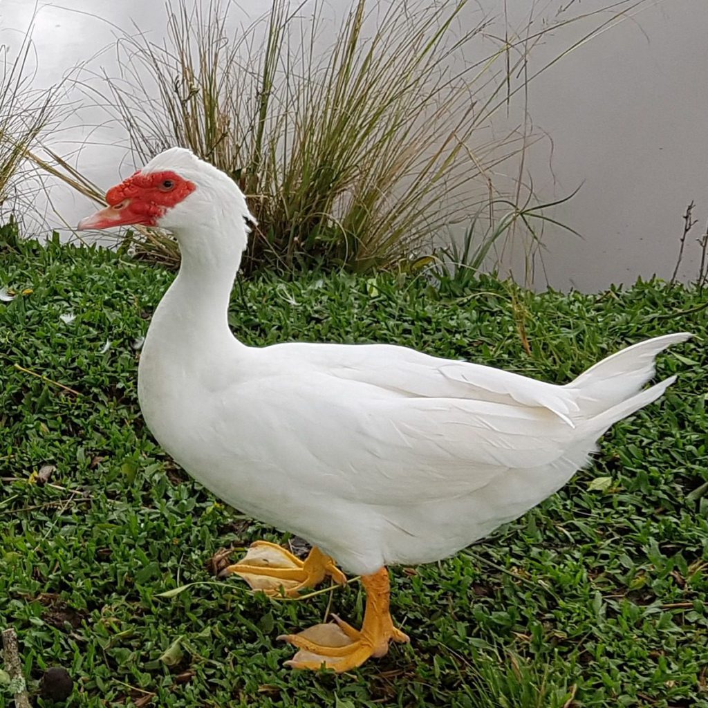 Quanto Tempo Demora Para Crescer o Pato? | Mundo Ecologia